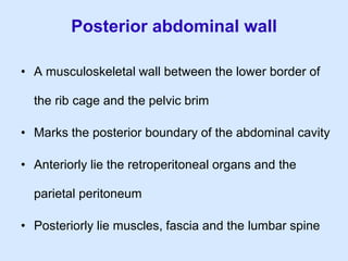Posterior abdominal wall | PPT