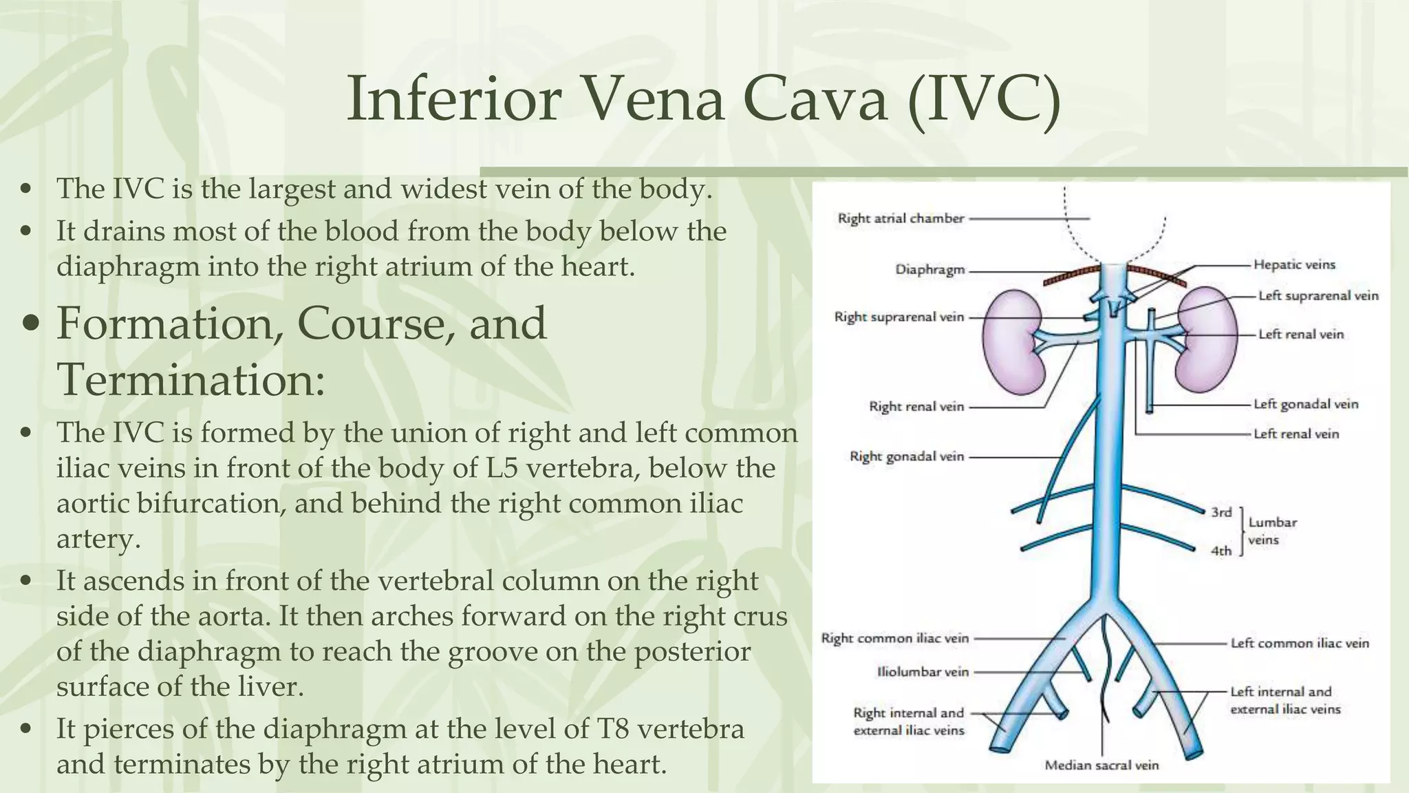 Posterior abdominal wall | PPTX