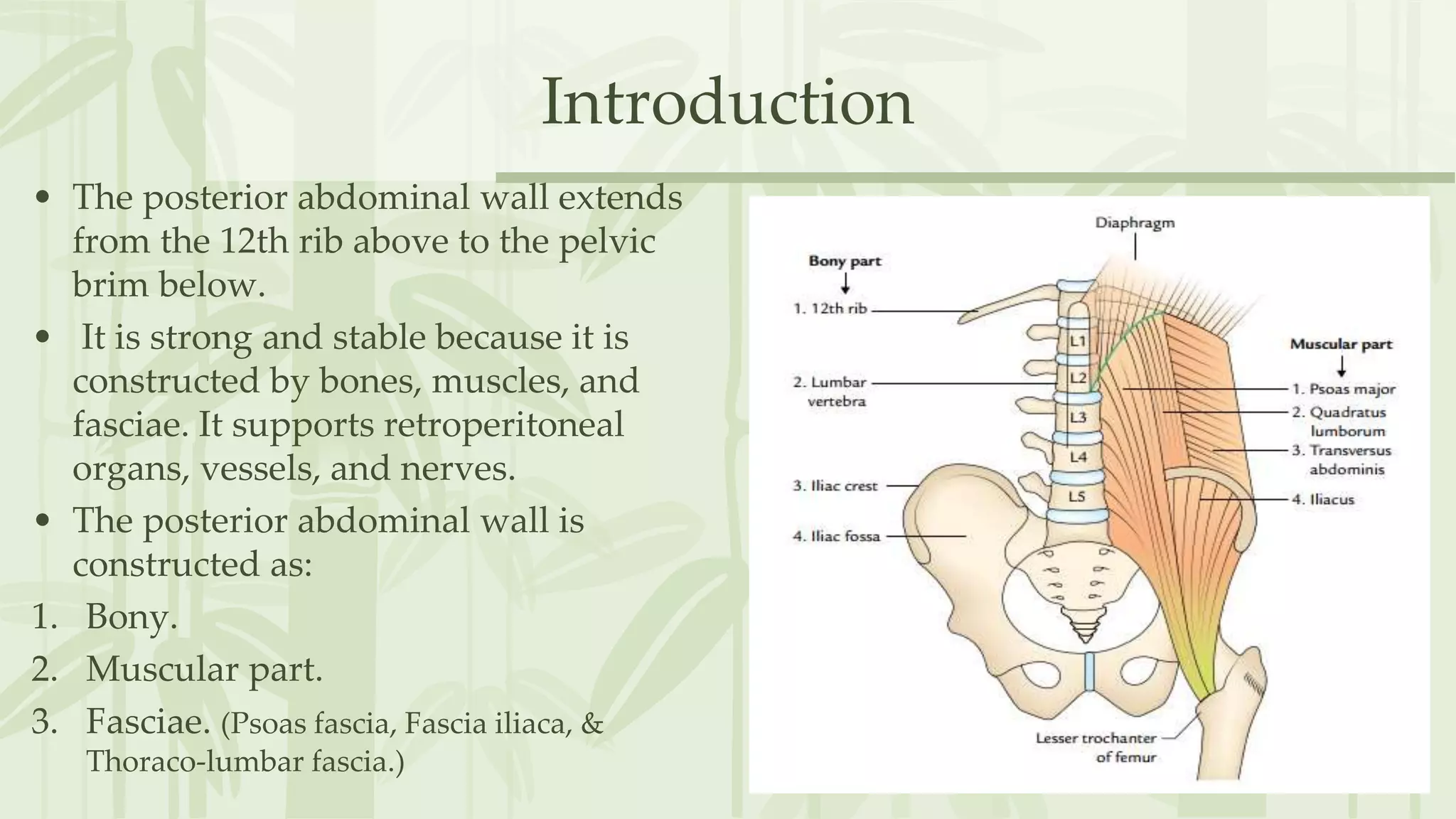 Posterior Abdominal Wall Anatomy