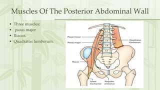 Posterior Abdominal Wall Anatomy