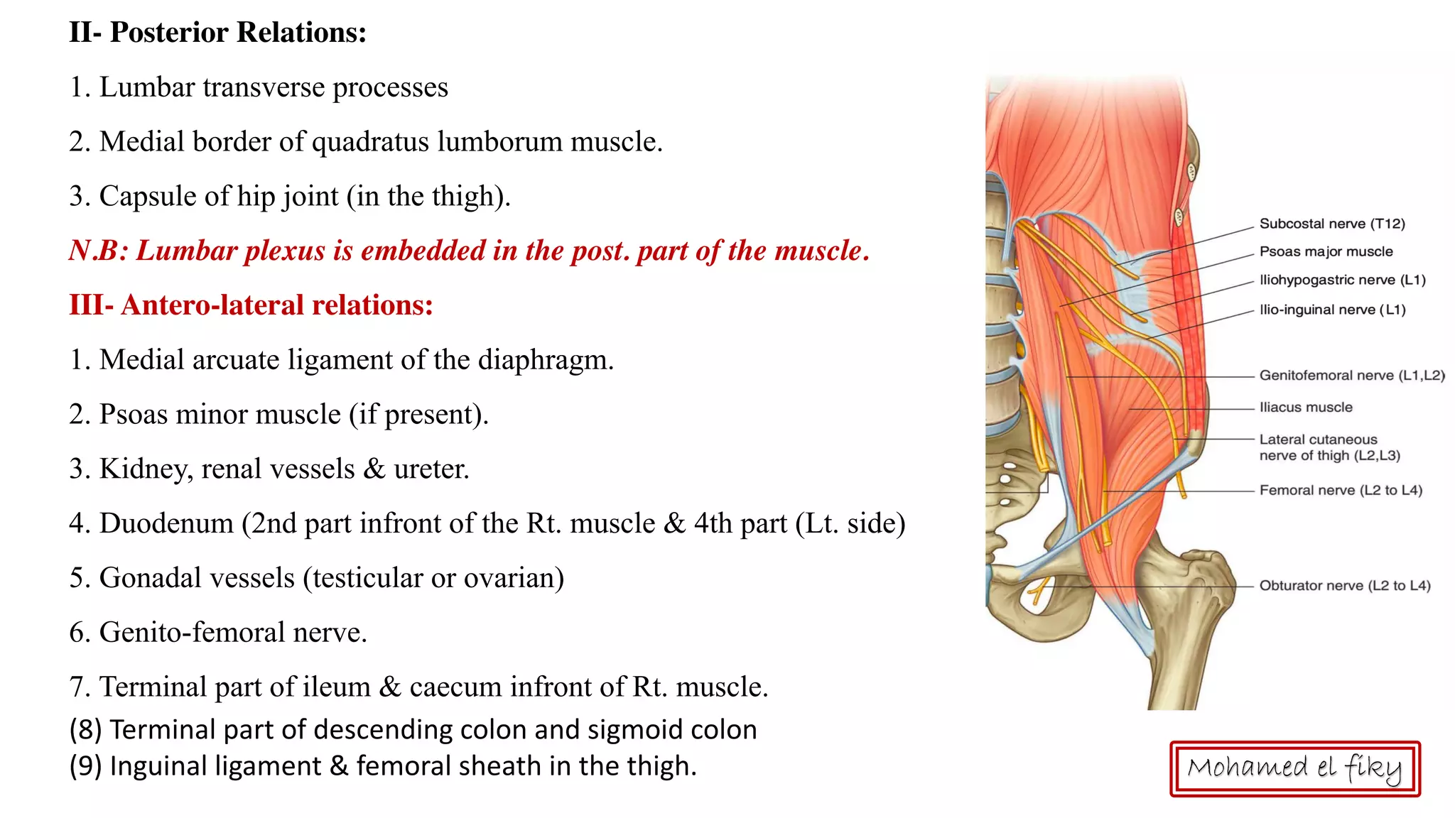 Posterior abdominal wall | PDF
