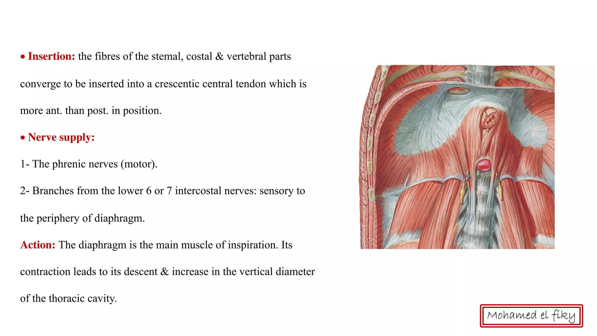 Posterior abdominal wall | PDF