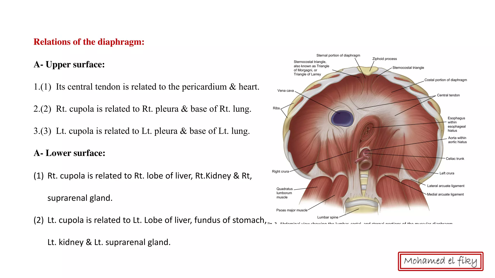 Posterior abdominal wall | PDF