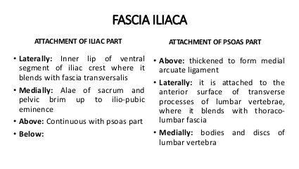 Posterior abdominal wall.pptx