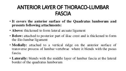 Posterior abdominal wall.pptx
