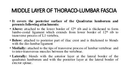 Posterior abdominal wall.pptx