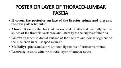 Posterior abdominal wall.pptx