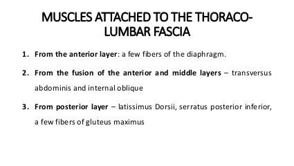 Posterior abdominal wall.pptx