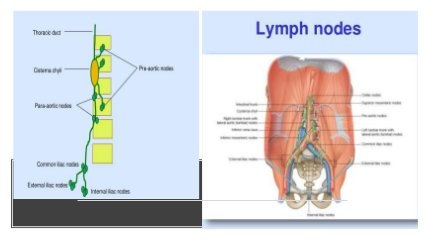 Posterior abdominal wall.pptx