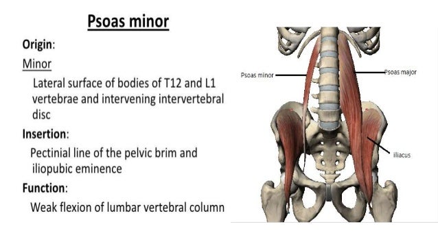 Posterior abdominal wall.pptx
