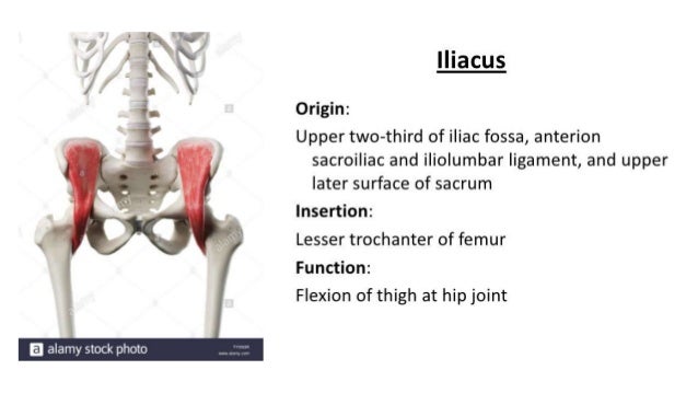 Posterior abdominal wall.pptx
