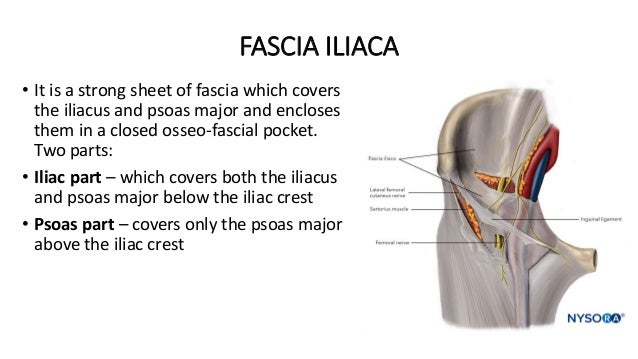 Posterior abdominal wall.pptx