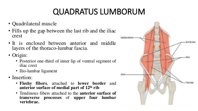 Posterior abdominal wall.pptx