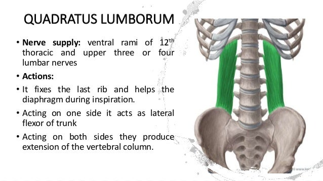 Posterior abdominal wall.pptx