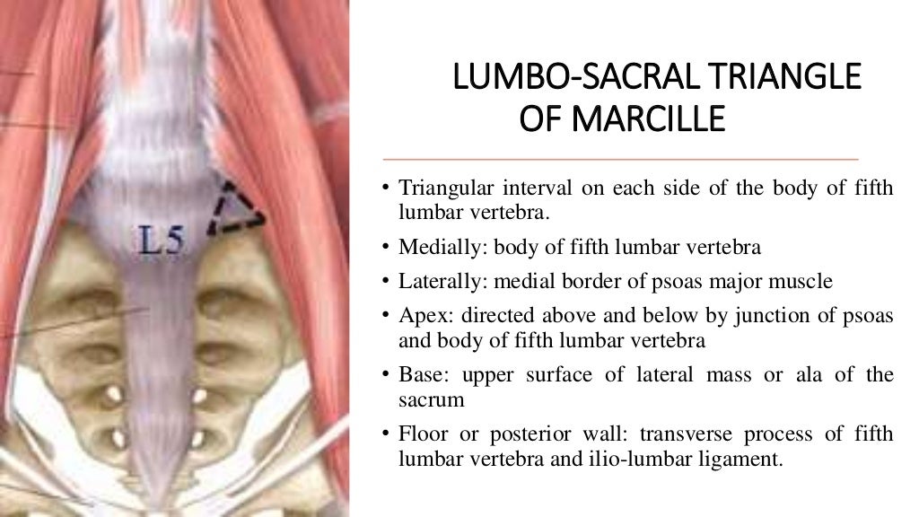 Posterior abdominal wall.pptx