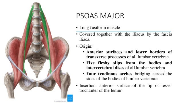 Posterior abdominal wall.pptx