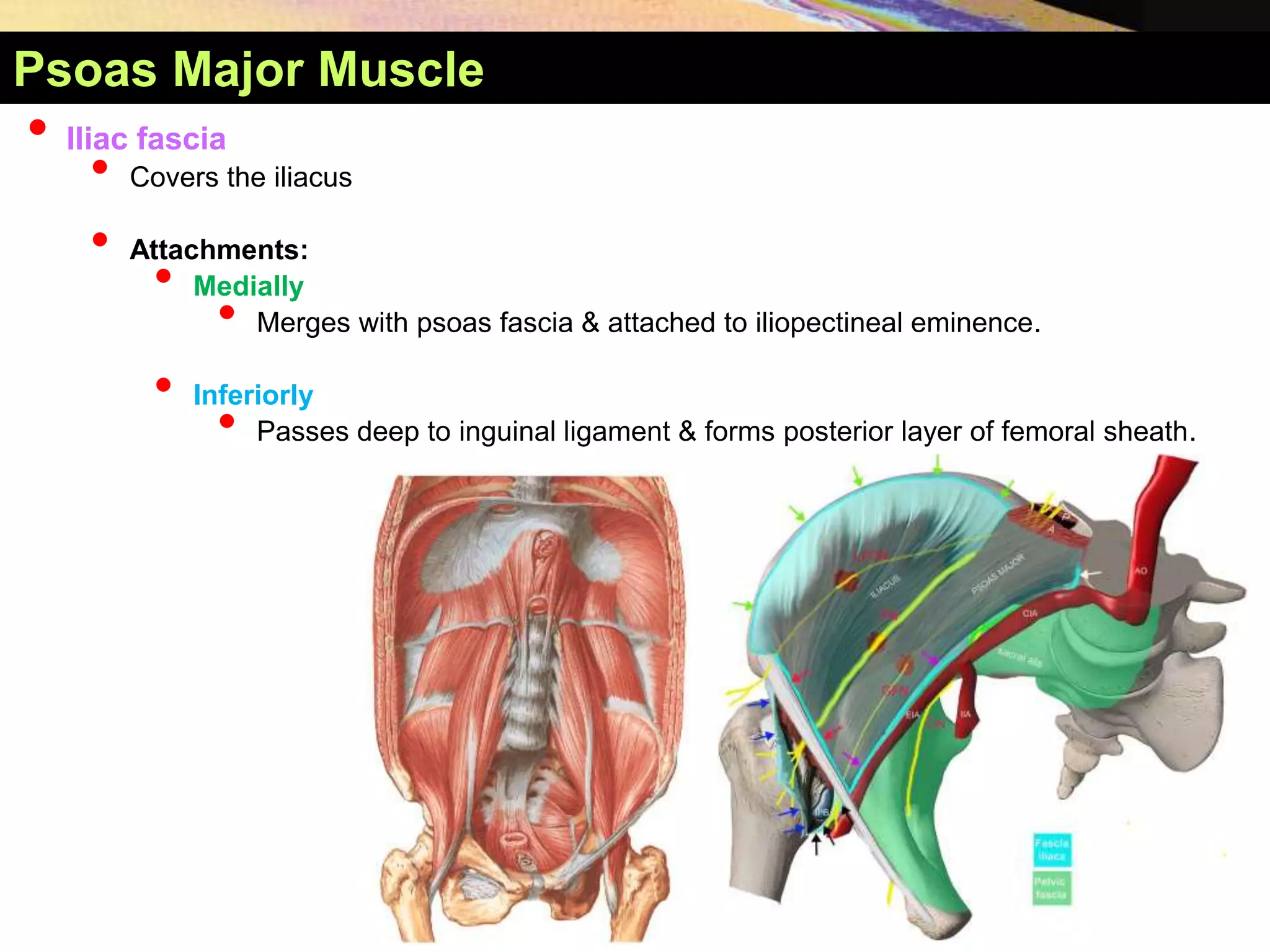 Posterior Abdominal Wall YAYDAR.ppt