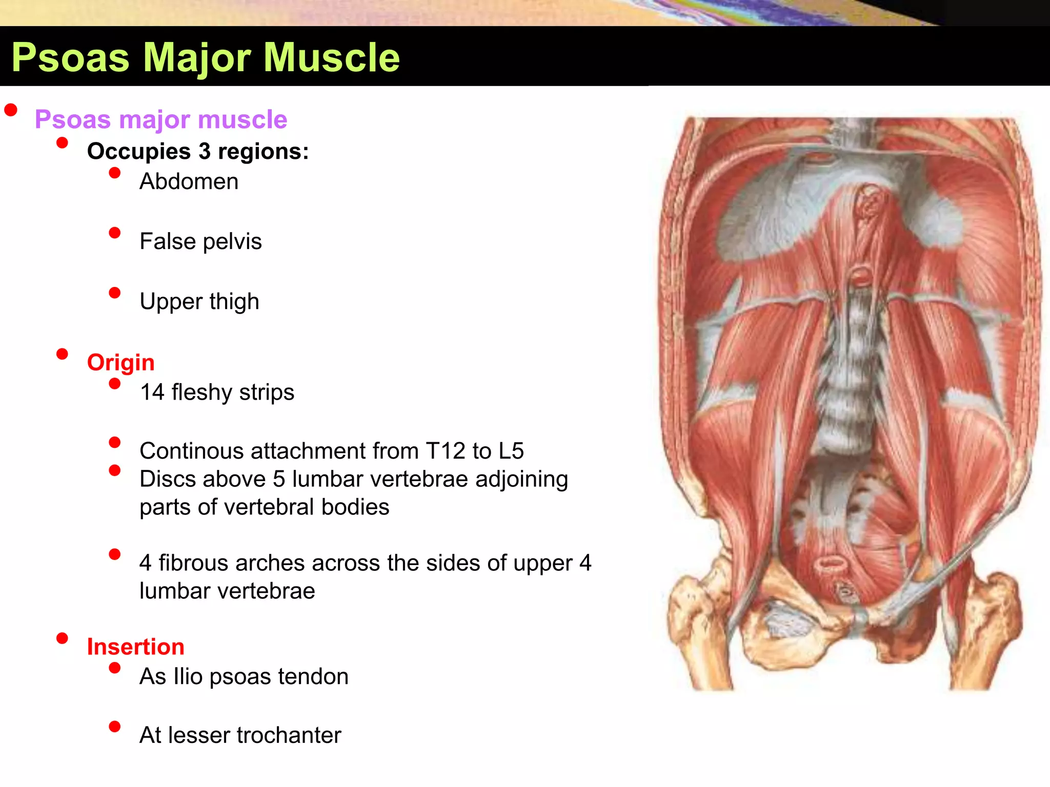 Posterior Abdominal Wall Yaydar Ppt