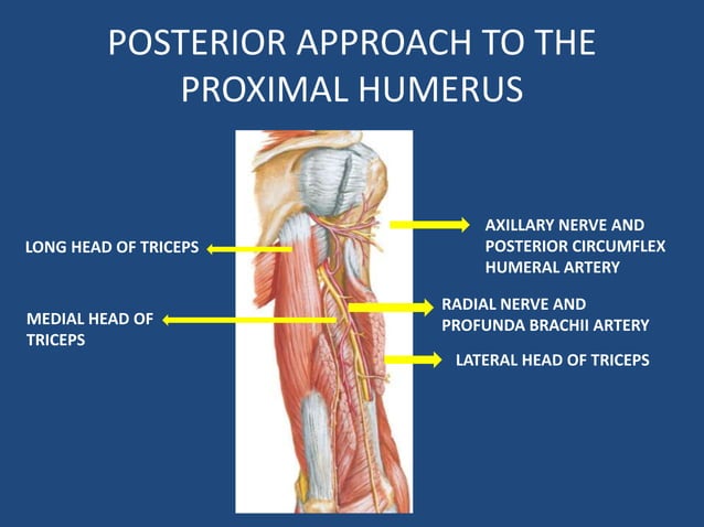 Posterior approach to humerus | PPTX