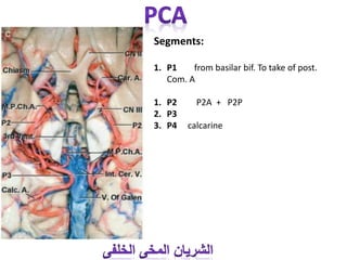 Posterior brain arterial circulation | PPTX