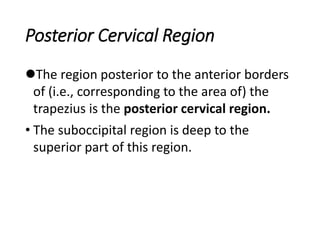 Posterior Cervical region.pptx