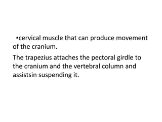 Posterior Cervical region.pptx