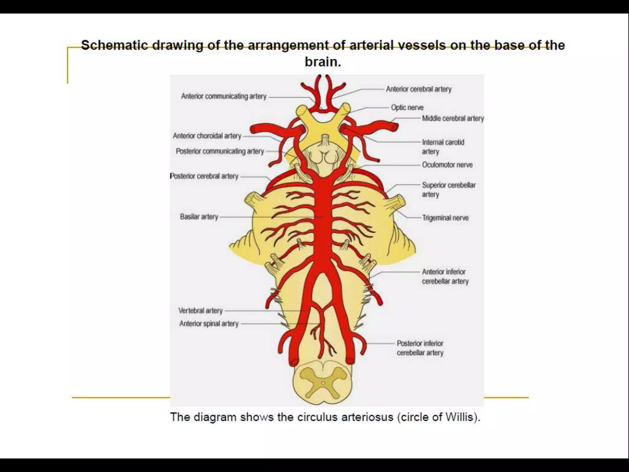 Posterior circulation stroke Syndromes | PPTX