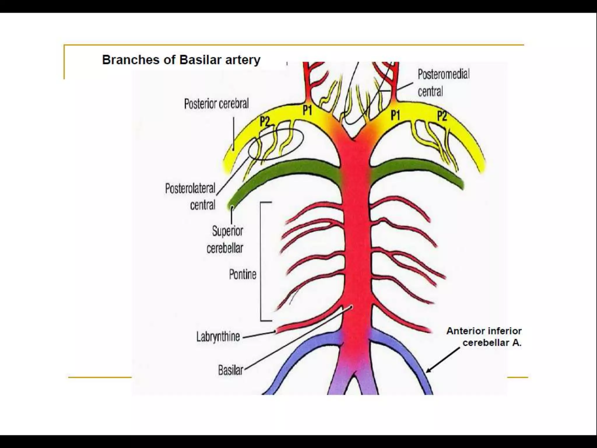 Posterior circulation stroke Syndromes | PPTX