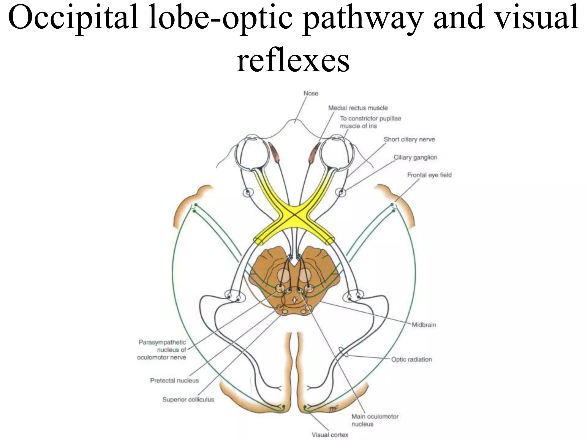 Posterior circulation stroke Syndromes | PPTX