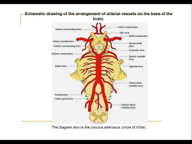 Posterior circulation stroke Syndromes | PPTX | Brain and Nervous ...