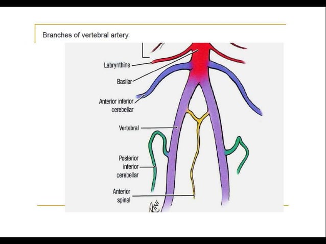 Posterior circulation stroke Syndromes | PPTX | Brain and Nervous ...