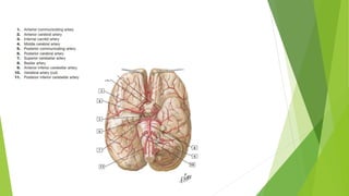 posterior circulation stroke.pptx