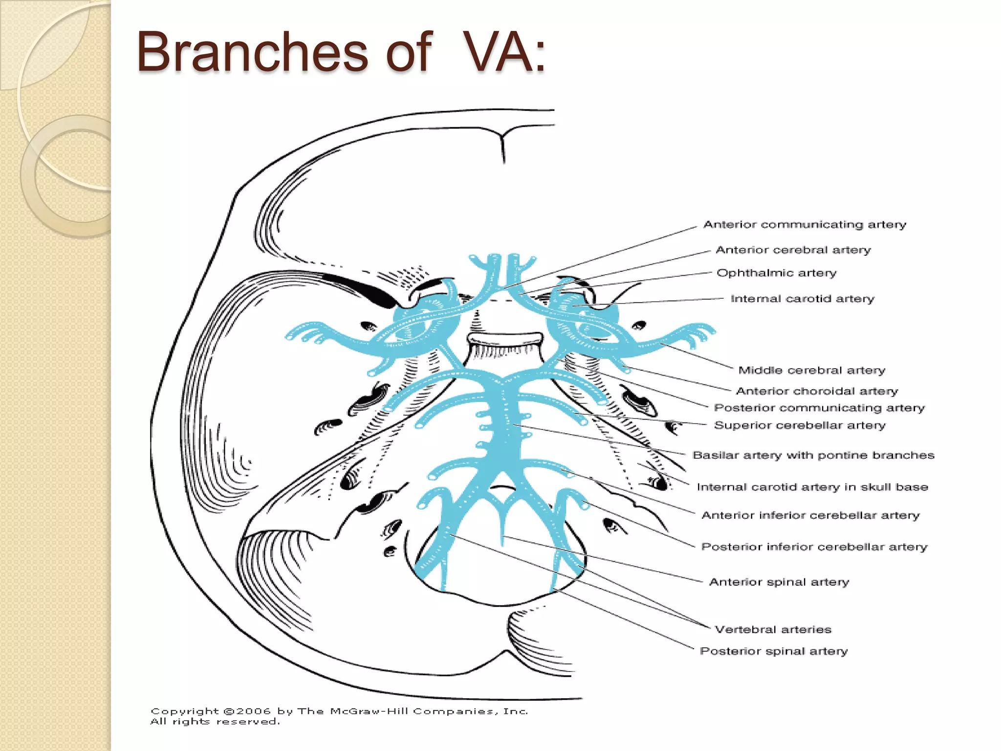 Posterior cerebral circulation - Gross Anatomy | PPTX