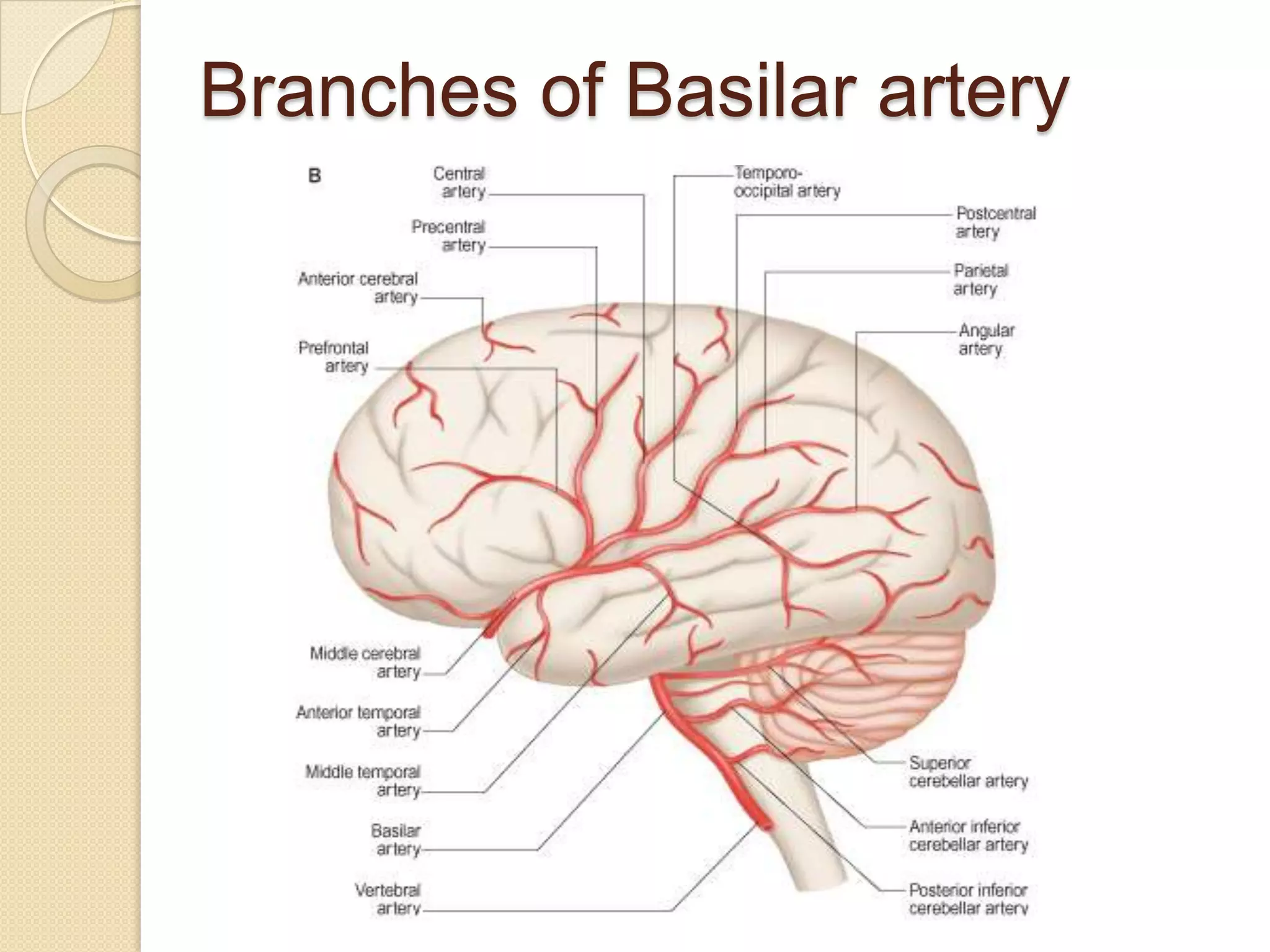 Posterior cerebral circulation - Gross Anatomy | PPTX