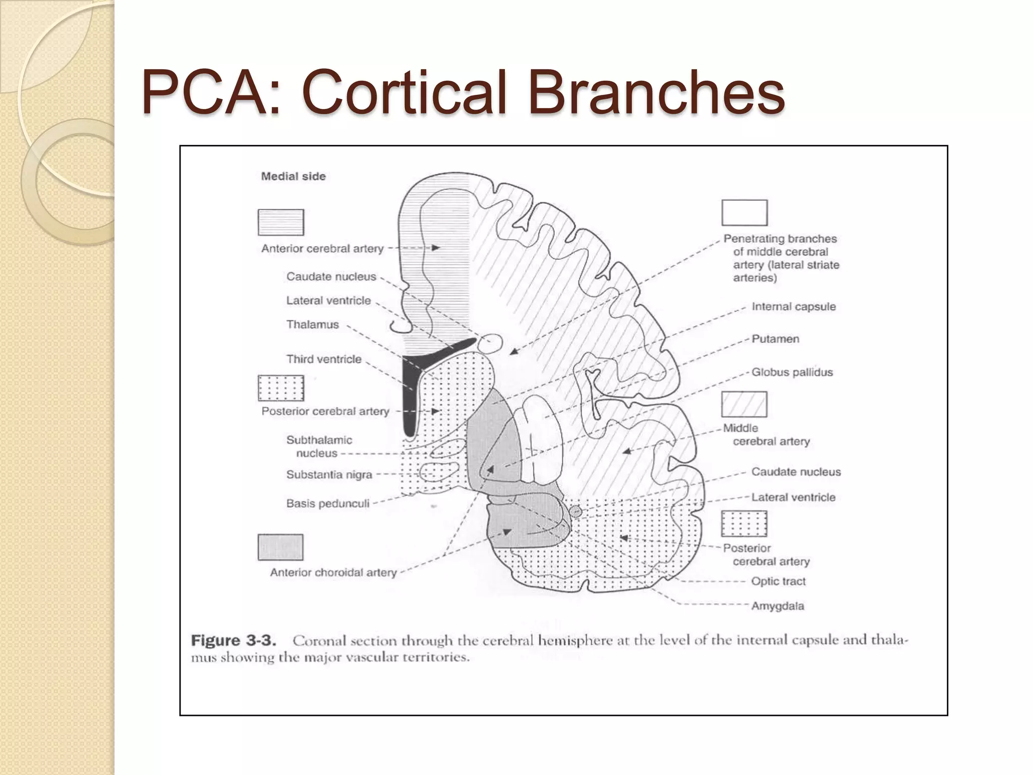 Posterior cerebral circulation - Gross Anatomy | PPTX