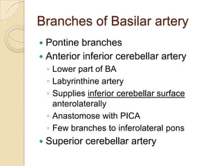 Posterior cerebral circulation - Gross Anatomy | PPTX