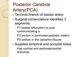 Posterior cerebral circulation - Gross Anatomy | PPTX