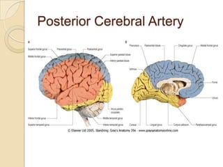Posterior cerebral circulation - Gross Anatomy | PPTX