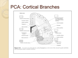 Posterior cerebral circulation - Gross Anatomy | PPTX