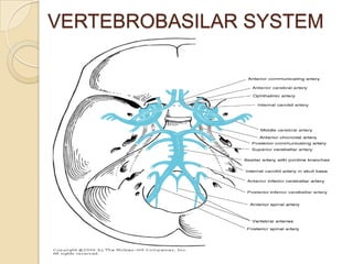 Posterior cerebral circulation - Gross Anatomy | PPTX