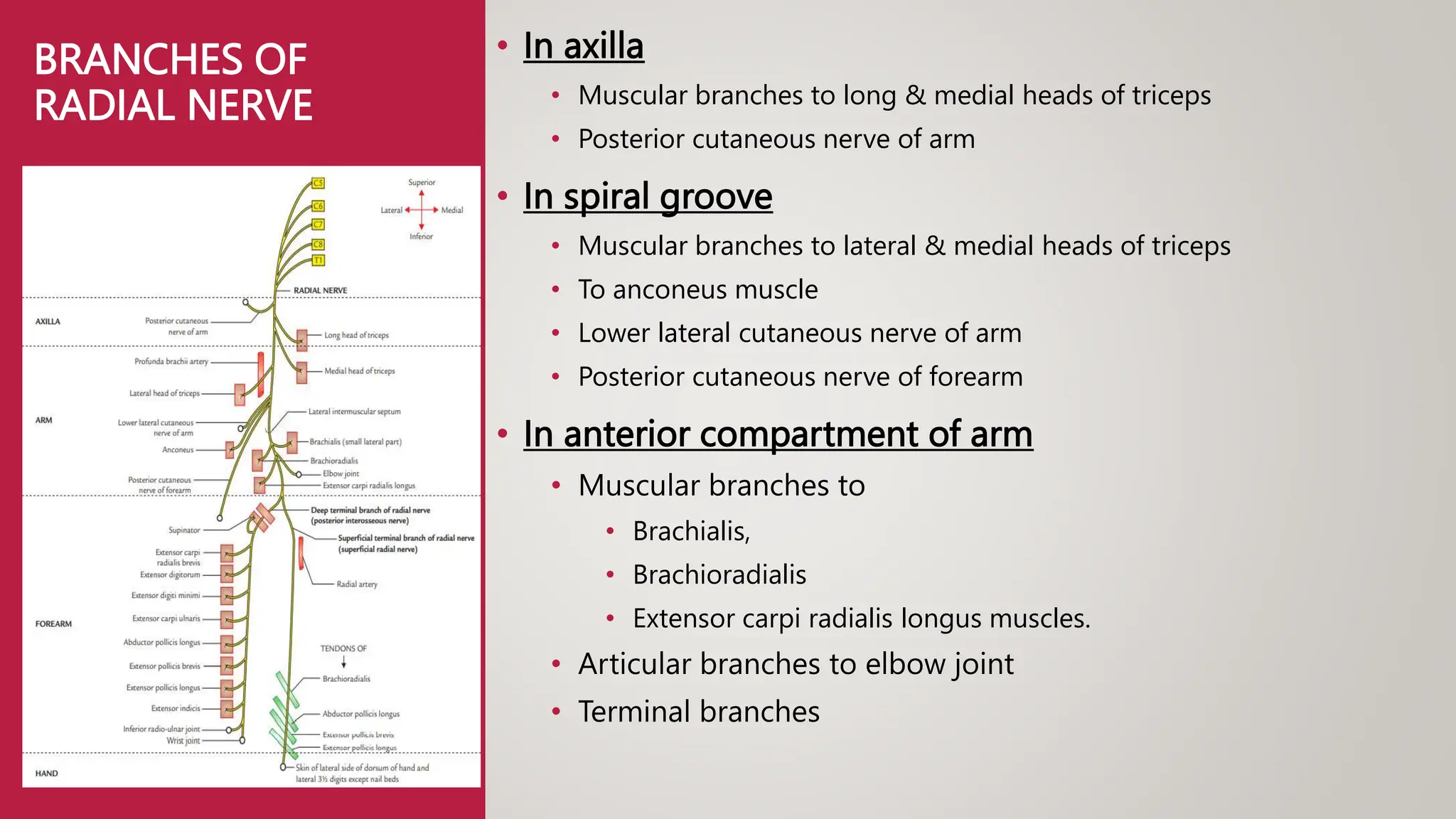 Posterior compartment of arm & forearm.pptx