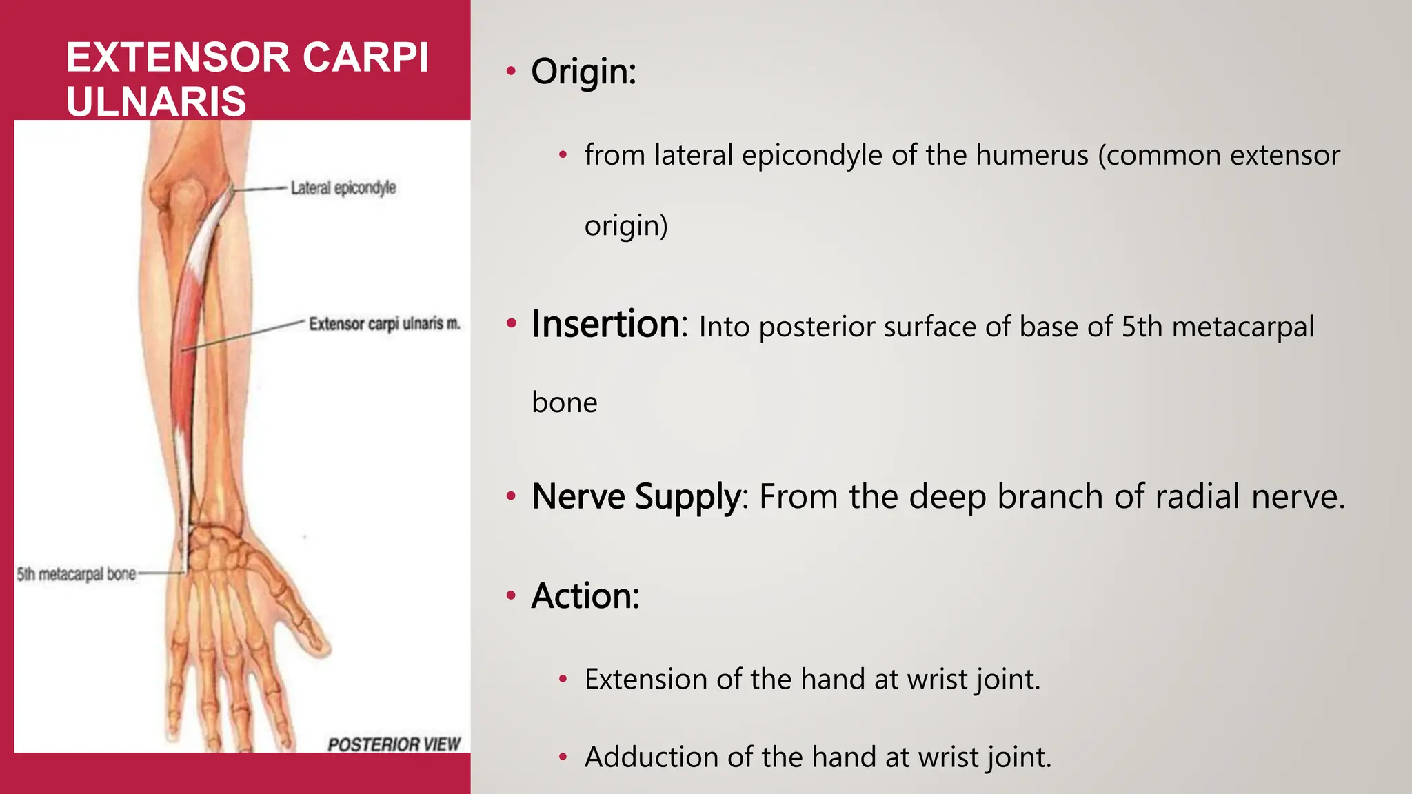 Posterior compartment of arm & forearm.pptx