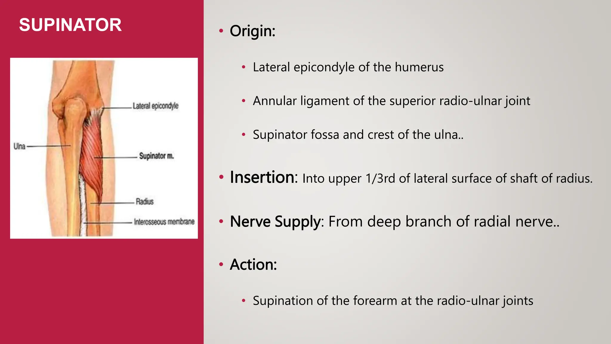 Posterior compartment of arm & forearm.pptx