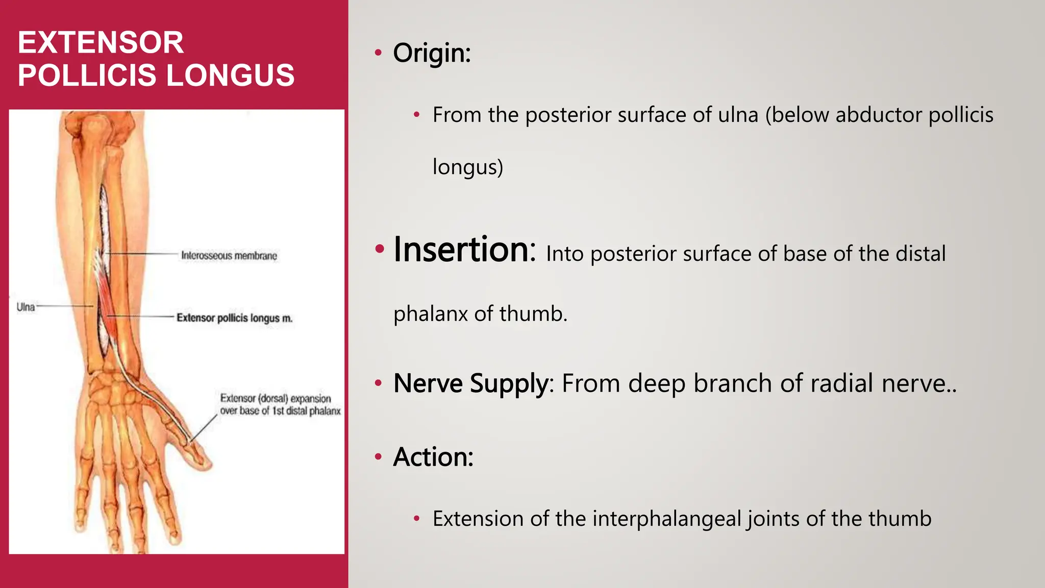 Posterior compartment of arm & forearm.pptx