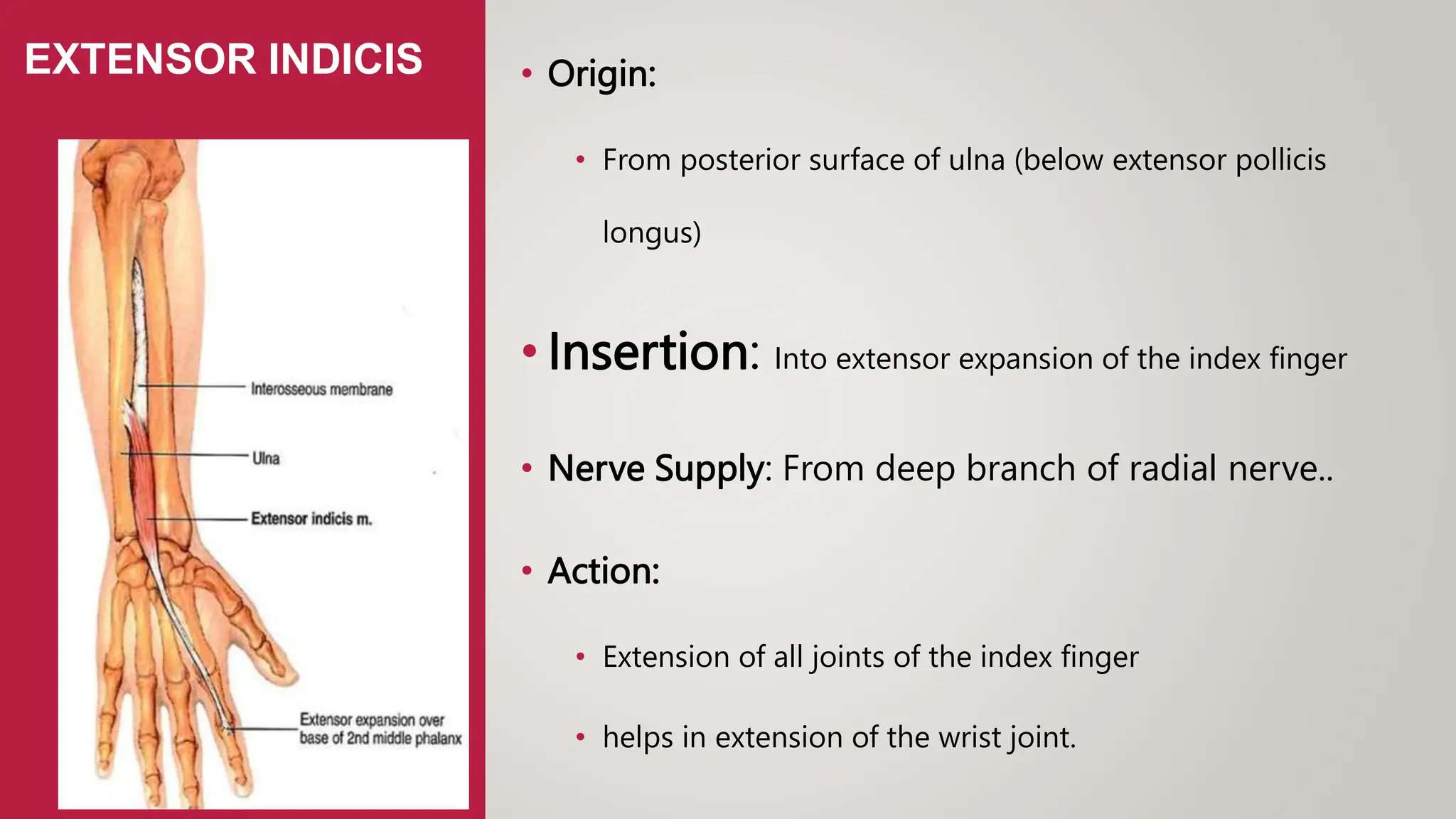 Posterior compartment of arm & forearm.pptx