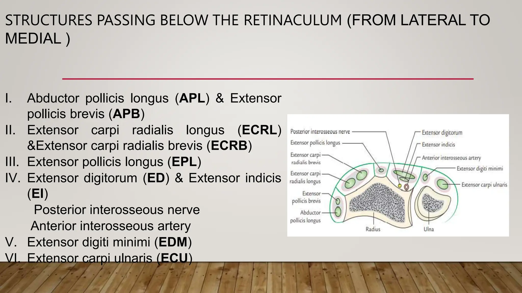Posterior compartment of arm & forearm.pptx