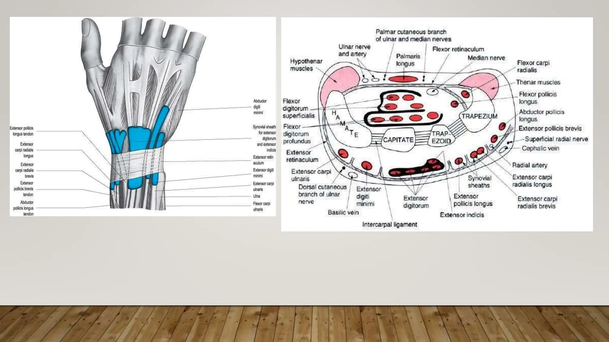 Posterior compartment of arm & forearm.pptx
