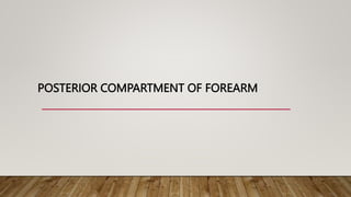 Posterior compartment of arm & forearm.pptx