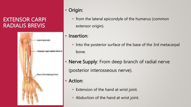 Posterior compartment of arm & forearm.pptx