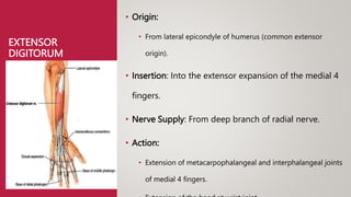 Posterior compartment of arm & forearm.pptx
